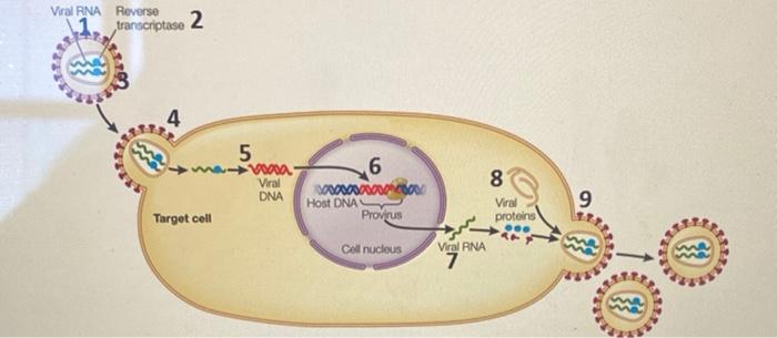Solved Viral RNA Reverse transcriptase 2 4 5 wana Viral DNA | Chegg.com