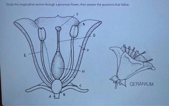 Solved Study this longitudinal section through a geranium | Chegg.com