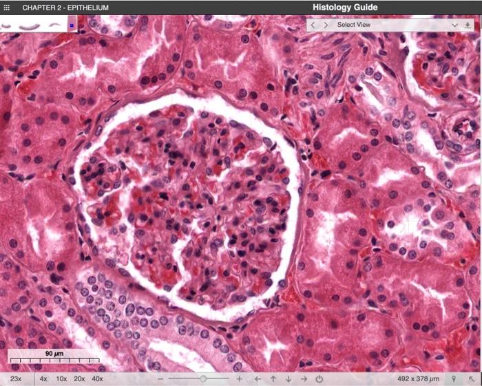 Solved using the photo attached below, locate with an | Chegg.com