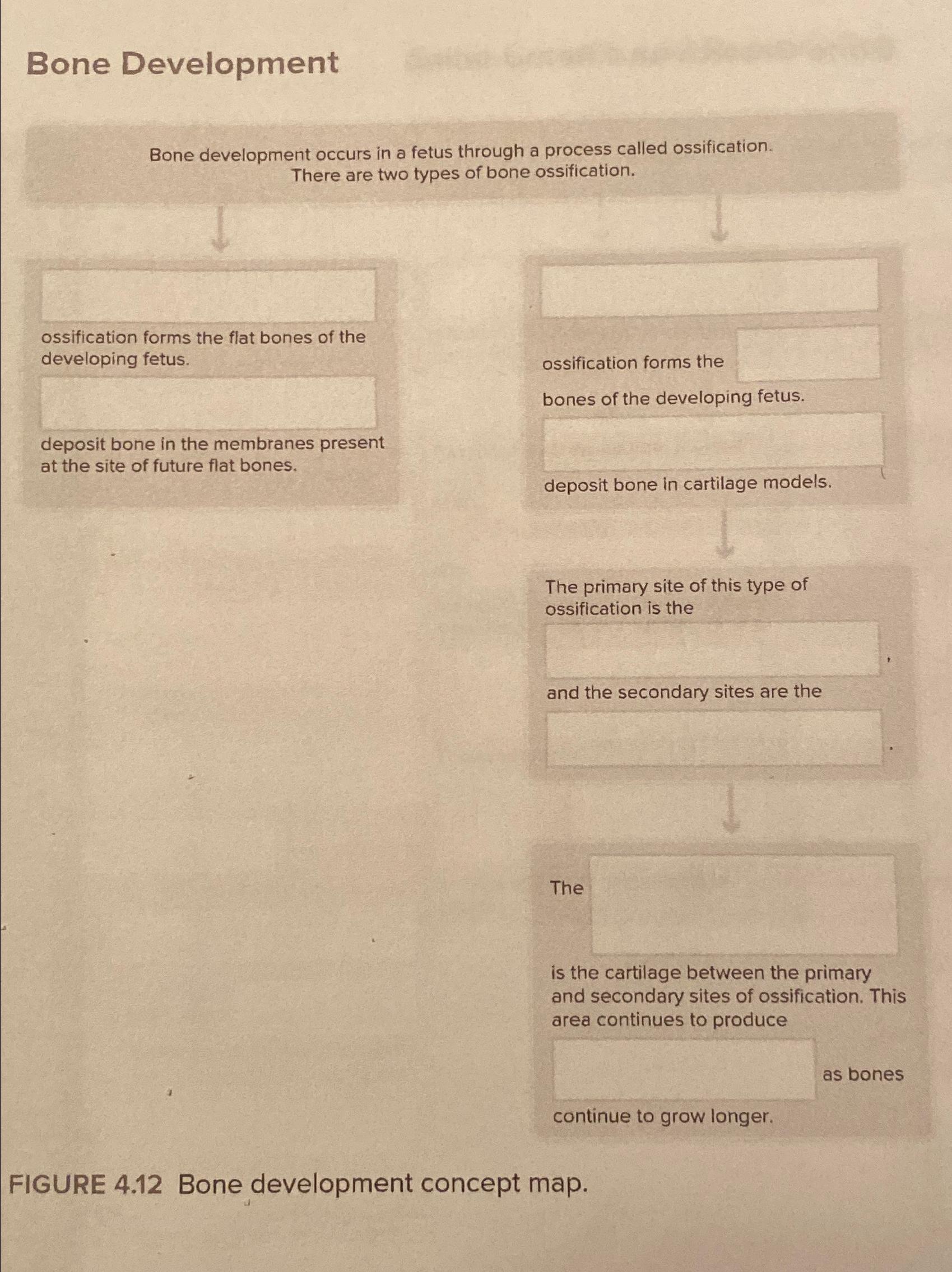 Solved Bone DevelopmentBone development occurs in a fetus | Chegg.com