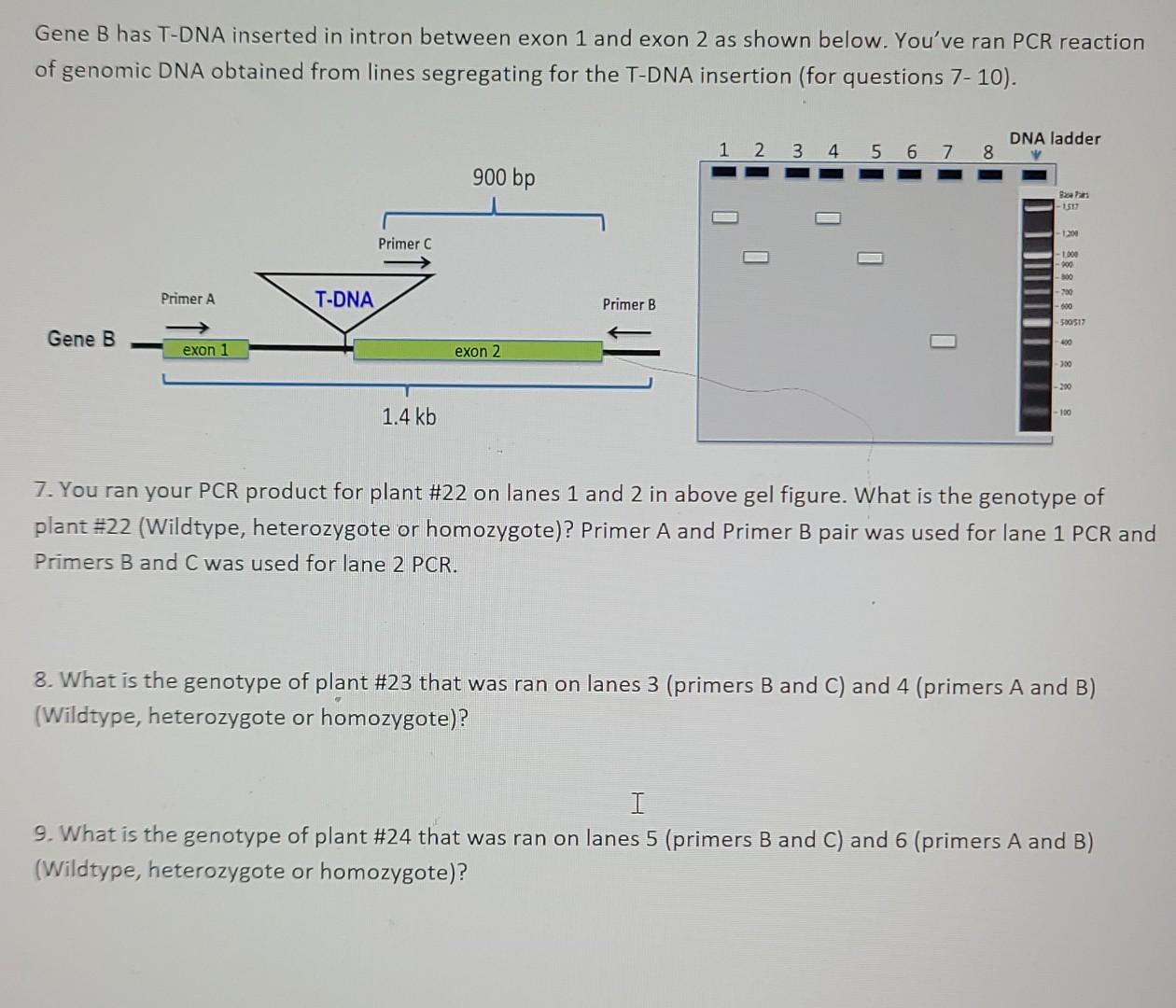 Solved Gene B has T-DNA inserted in intron between exon 1 | Chegg.com