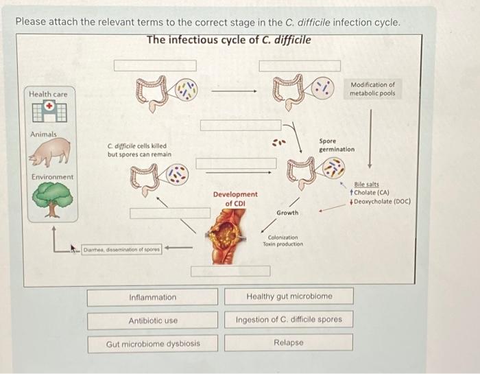 Solved Please attach the relevant terms to the correct stage | Chegg.com