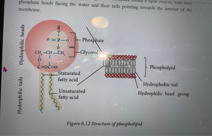 Solved can somee explain this phospholipid structure i am | Chegg.com