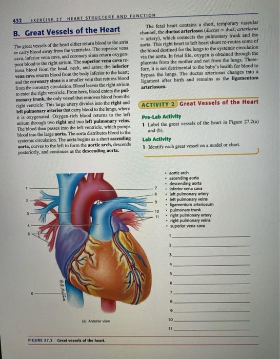 Solved 430 EXERCISE 27 HEART STRUCTURE AND FUNCTION A. | Chegg.com