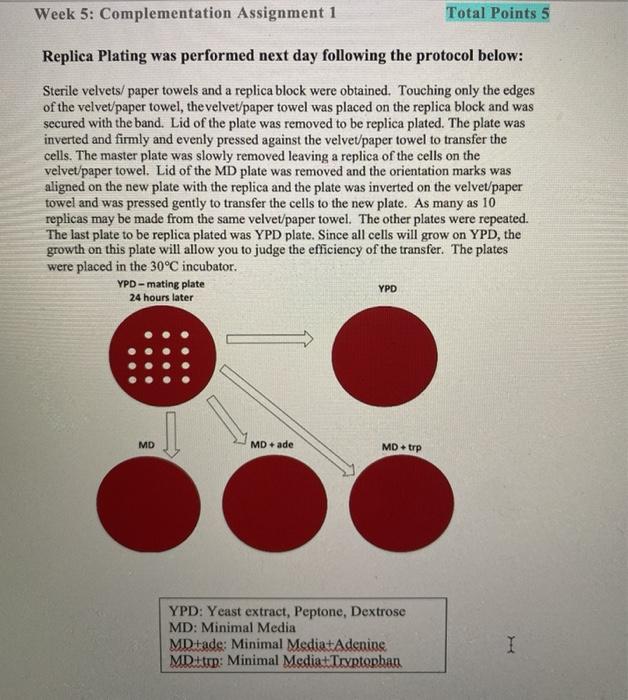 Week 5: Complementation Assignment 1 Total Points 5 | Chegg.com