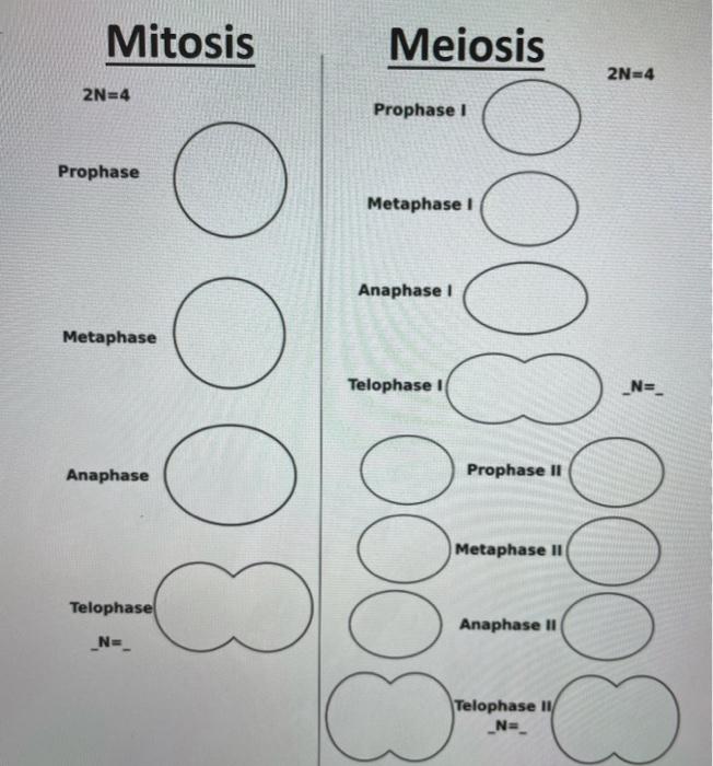 Solved Mitosis Meiosis 2N=4 2N=4 Prophase 1 Prophase o | Chegg.com