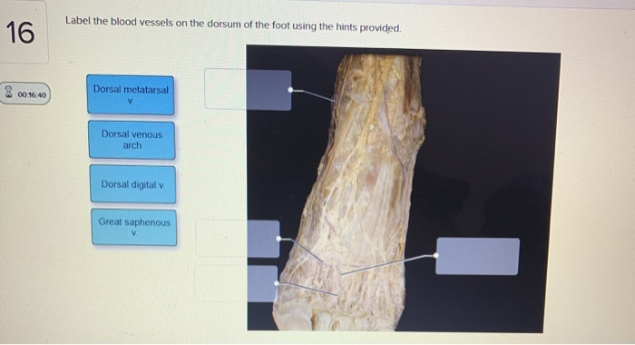 Solved Label the blood vessels on the dorsum of the foot | Chegg.com