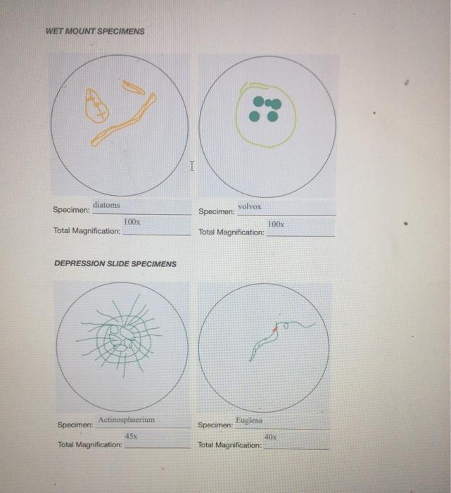 Solved WET MOUNT SPECIMENS I diatoms Specimen 100x Total | Chegg.com