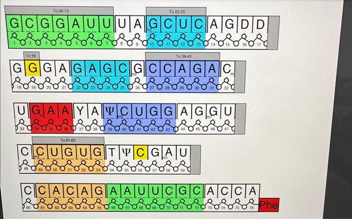 tRNA paper model exercise1: look at your paper tRNA | Chegg.com