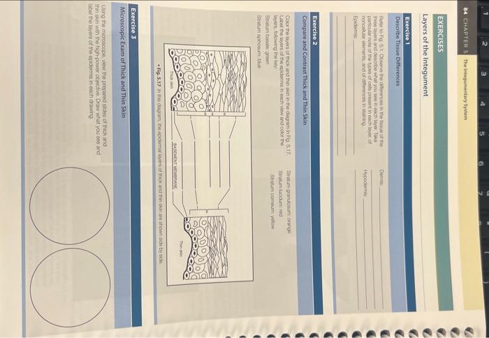 2 3 84 CHAPTER 5 The Integumentary System EXERCISES | Chegg.com