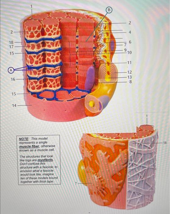 Solved PART III: SKELETAL MUSCLE TISSUE MODELS A. Be able to | Chegg.com