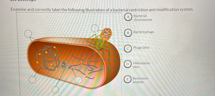Solved Examine and correctly label the following | Chegg.com