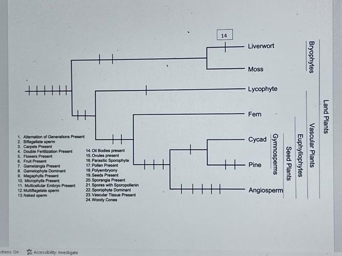 Solved land plant phylogenetic tree label each line with a | Chegg.com