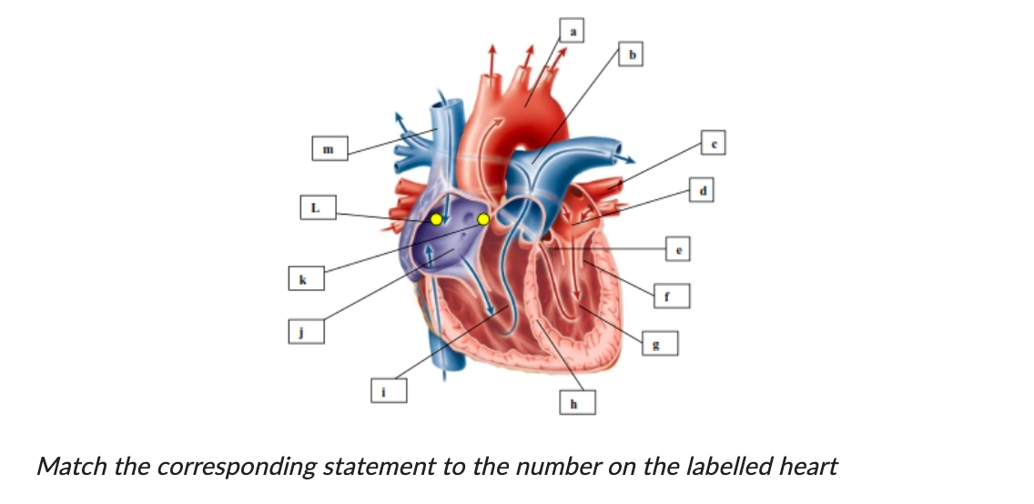 1. ﻿Aorta 2. ﻿pulmonary artery 3. ﻿pulmonary | Chegg.com