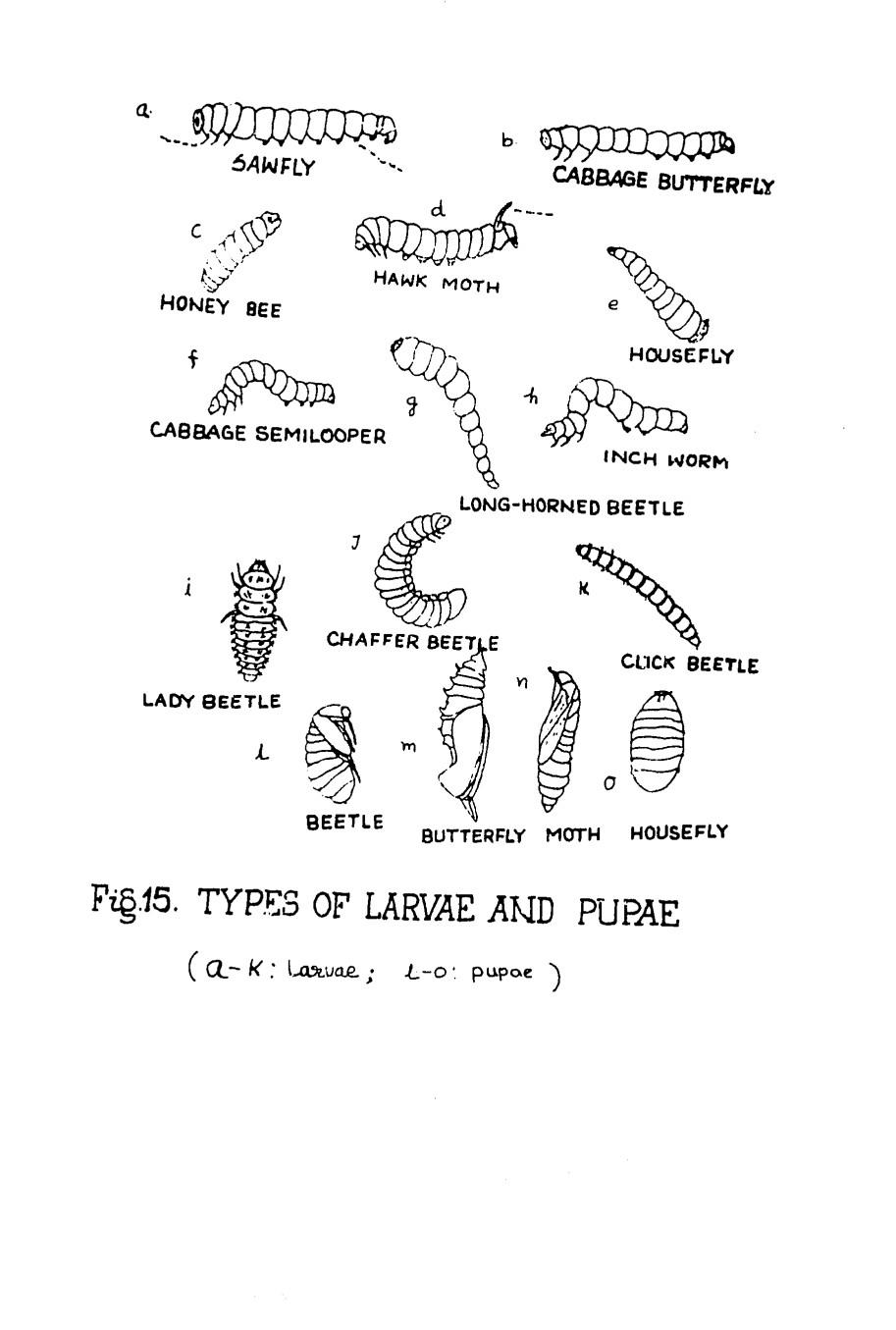 Solved Fiģ.15. TYPES OF LARVAE AND PÜPAE (a-K: Larvae; l-o: | Chegg.com