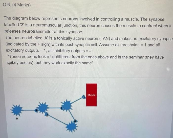 Solved Q6. (4 Marks) The diagram below represents neurons | Chegg.com