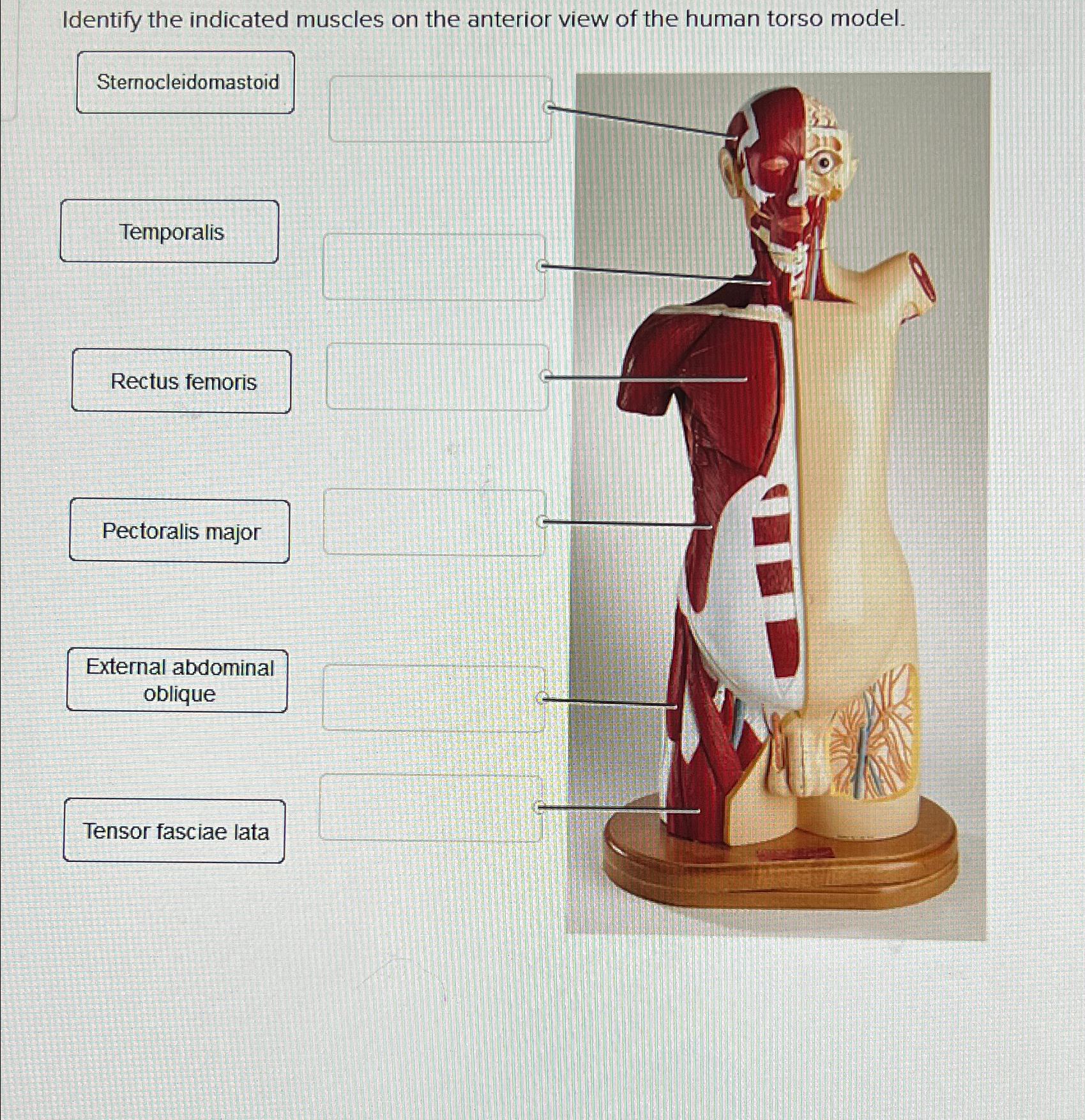 Solved Identify the indicated muscles on the anterior view | Chegg.com