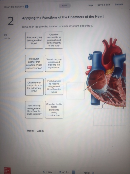 Solved: Applying The Functions Of The Chambers Of The Hear... | Chegg.com