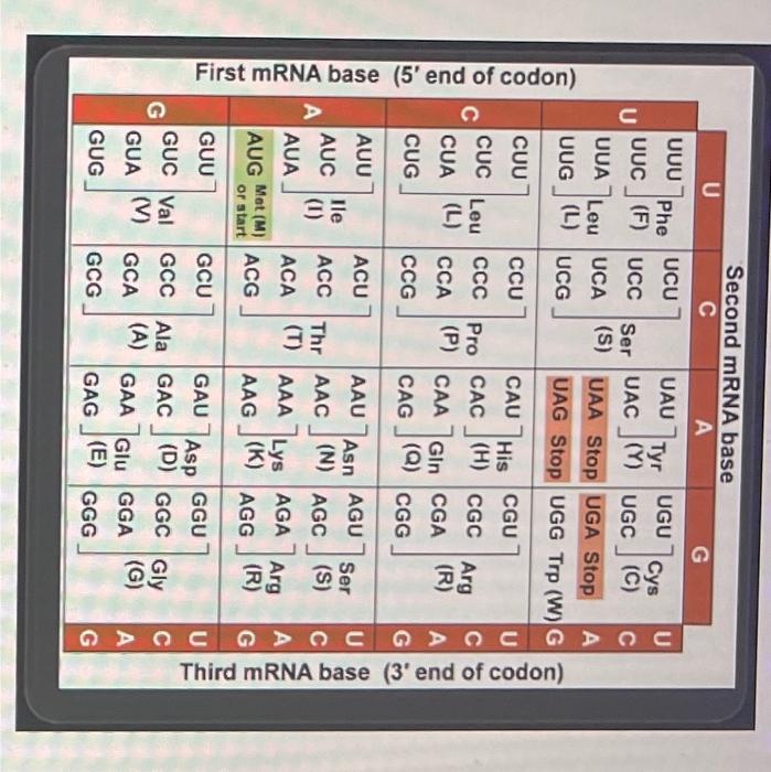 Solved First mRNA base (5' end of codon) U A G Second mRNA | Chegg.com