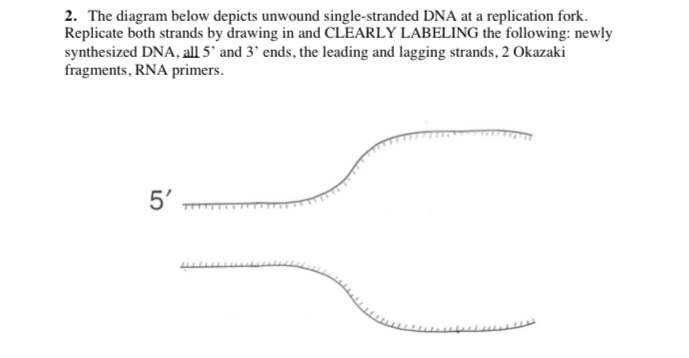 Solved 2. The diagram below depicts unwound single-stranded | Chegg.com