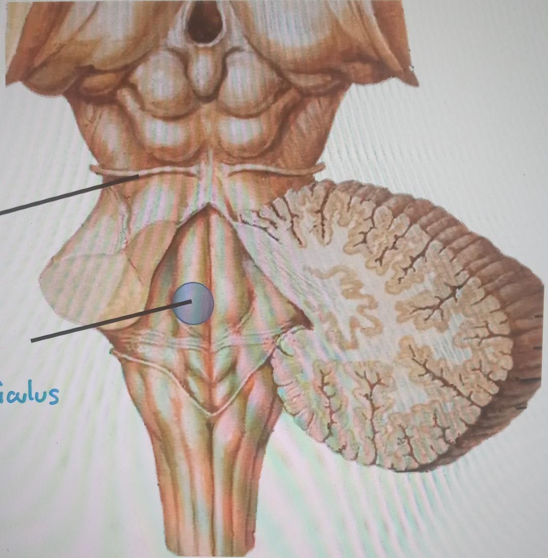 Solved please label all the structures seen in each picture | Chegg.com