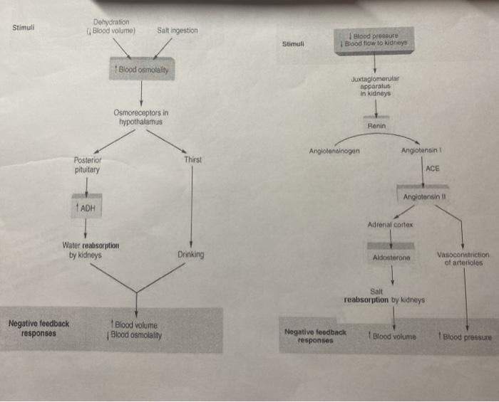 Solved 3. Using the RAAS flowchart in this handout and/or | Chegg.com
