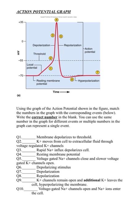Solved Using the graph of the Action Potential shown in the | Chegg.com