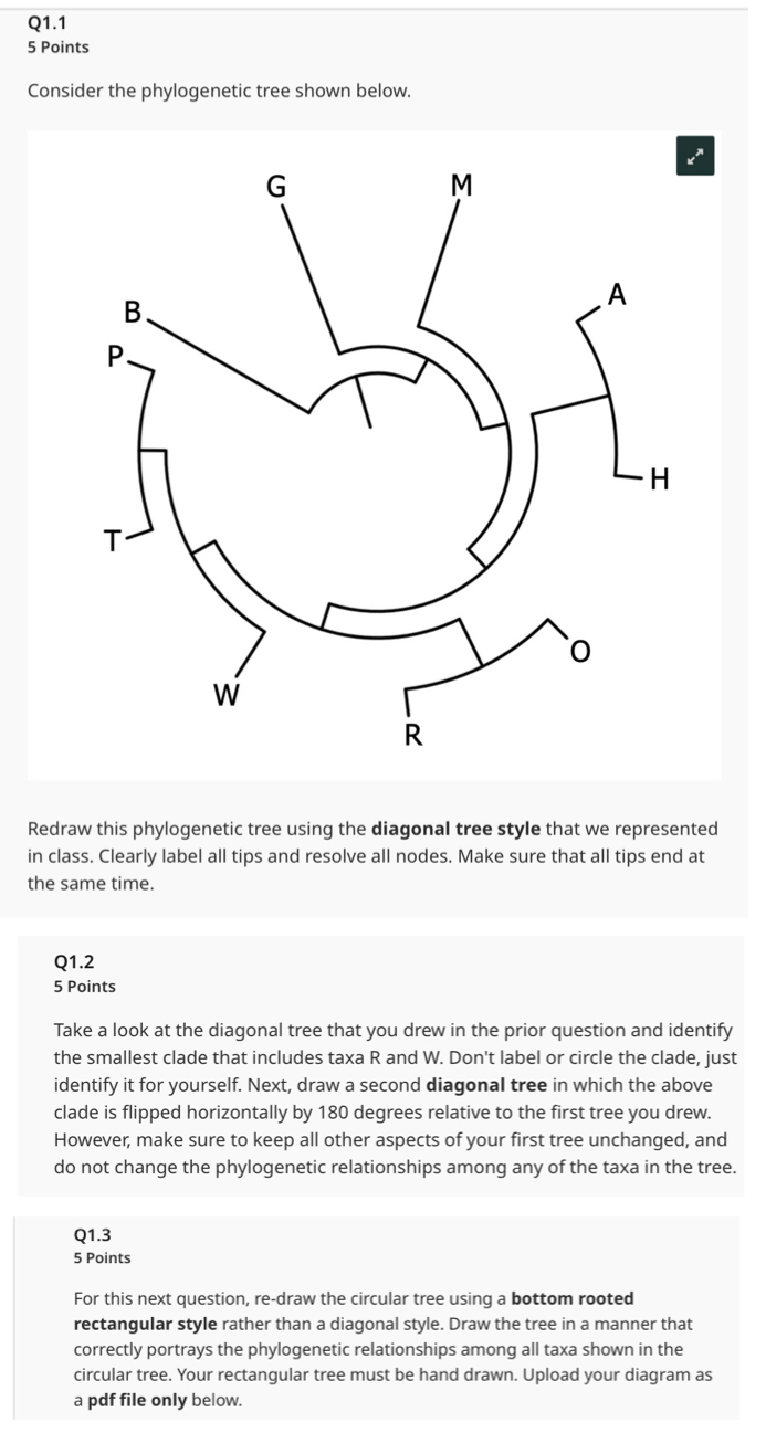 Solved Q1.15 ﻿PointsConsider the phylogenetic tree shown | Chegg.com