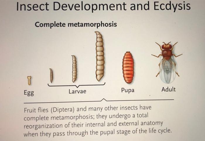 Solved Insect Development and Ecdysis Incomplete | Chegg.com