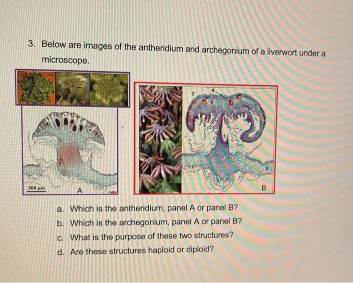 Solved 3. Below are images of the antheridium and | Chegg.com