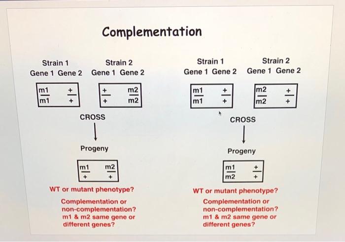 Solved Complementation | Chegg.com Solved Complementation | Chegg.com