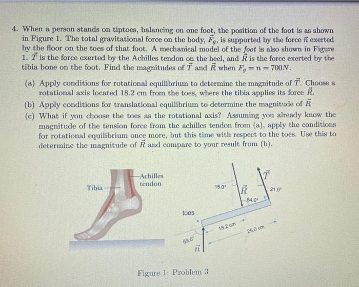Solved 4. When a person stands on tiptoes, balancing on one | Chegg.com