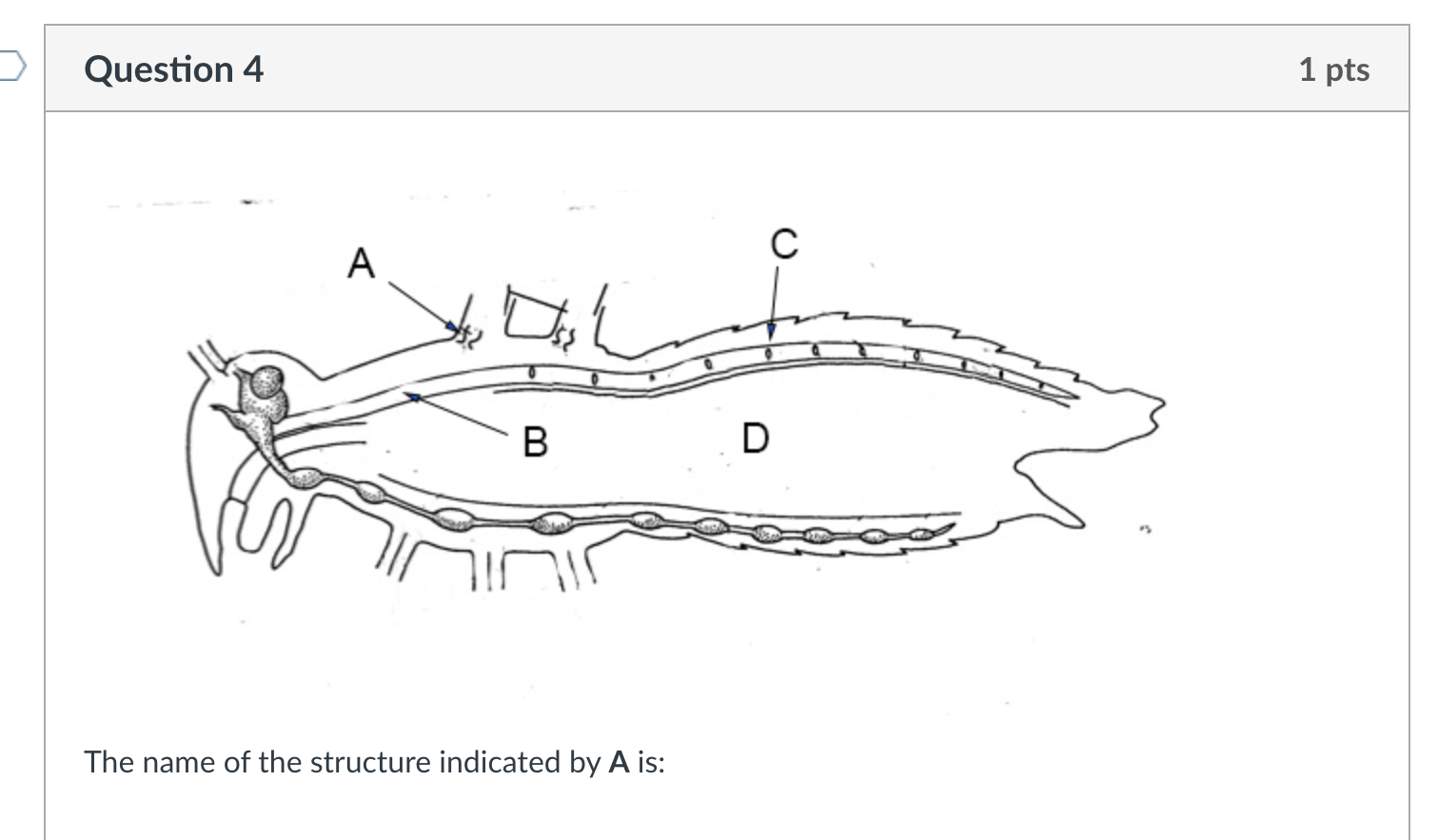 Solved Question 4The name of the structure indicated by A | Chegg.com