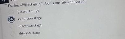 During which stage of labor is the fetus | Chegg.com