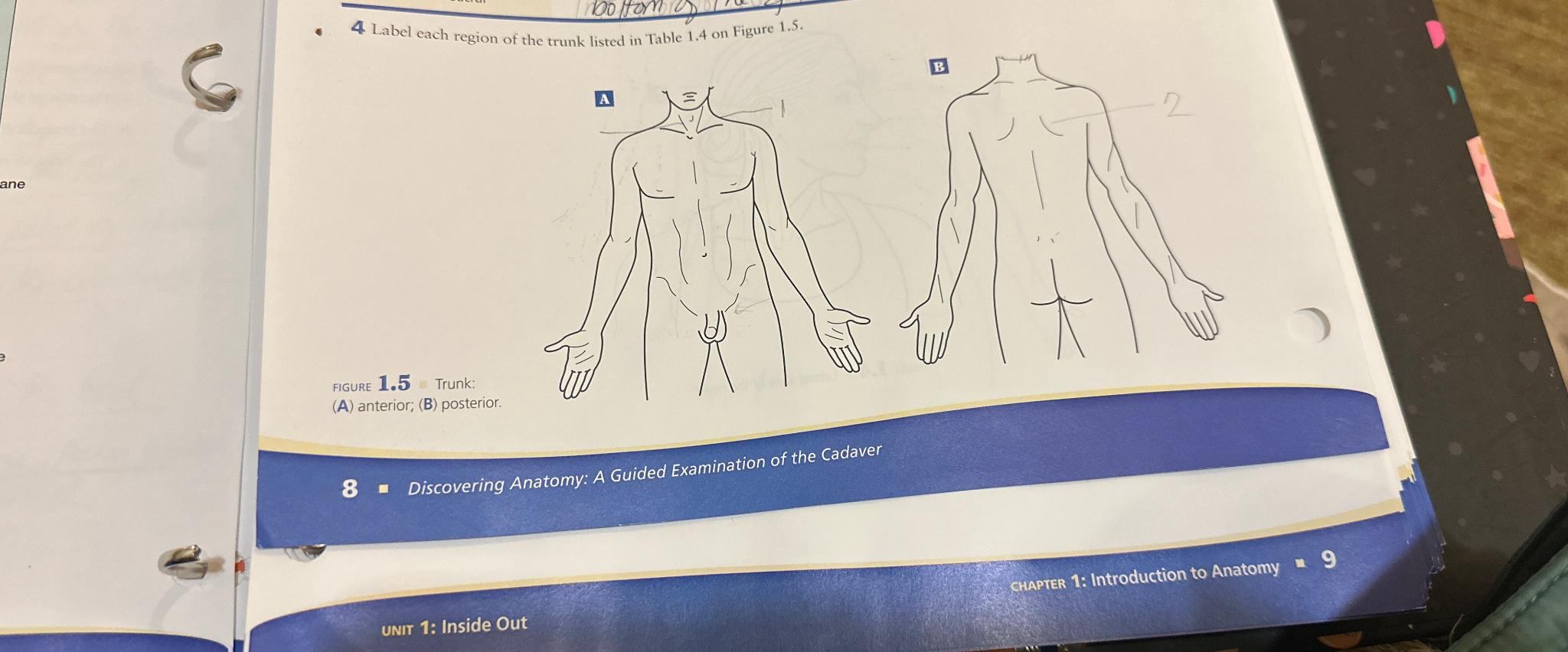 Solved 4 ﻿Label each region of the trunk listed in Table 1.4 | Chegg.com