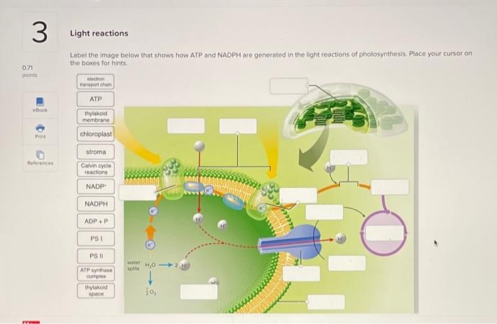 Solved 3 Light reactions Label the image below that shows | Chegg.com