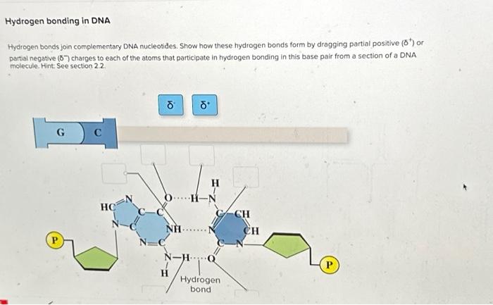 Solved Hydrogen bonding in DNA Hydrogen bonds join | Chegg.com