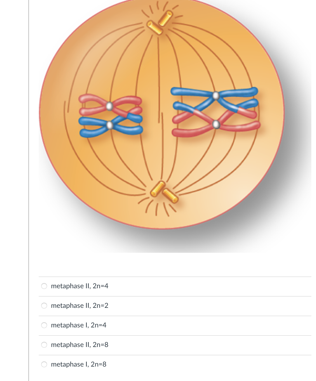 Solved metaphase II, 2n=4metaphase II, 2n=2metaphase I, | Chegg.com