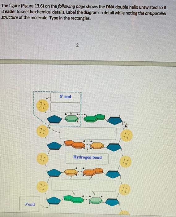 Solved The figure (Figure 13.6) on the following page shows | Chegg.com