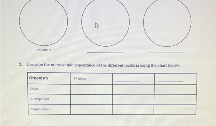 Solved ♡ M. luteus 2. Describe the microscopic appearance of | Chegg.com