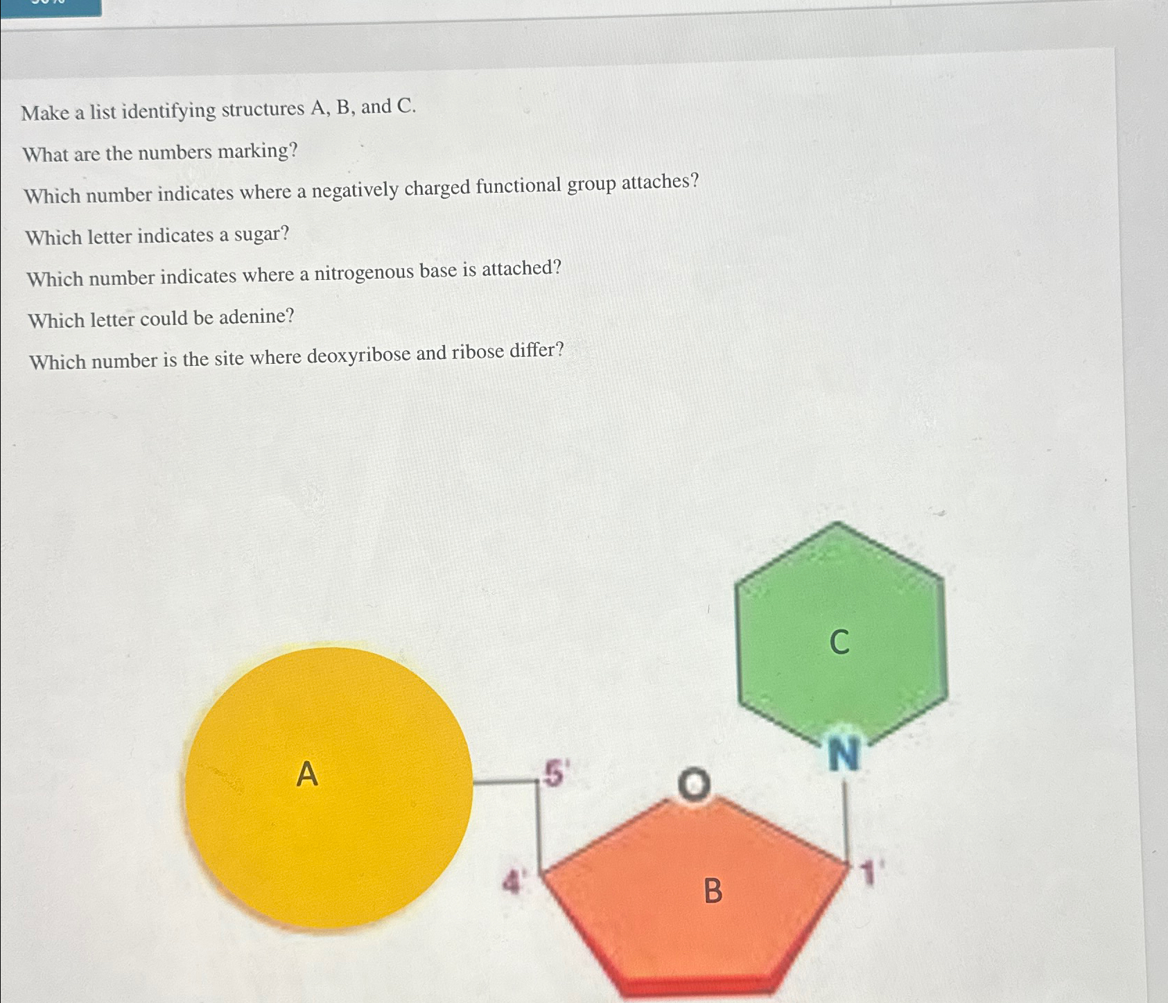 Make a list identifying structures A, ﻿B, ﻿and C.What | Chegg.com
