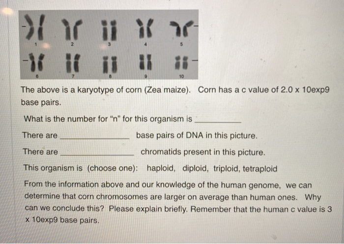 Solved - r it is r 2 10 The above is a karyotype of corn | Chegg.com