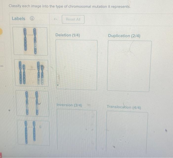 ces Classify each image into the type of chromosomal | Chegg.com