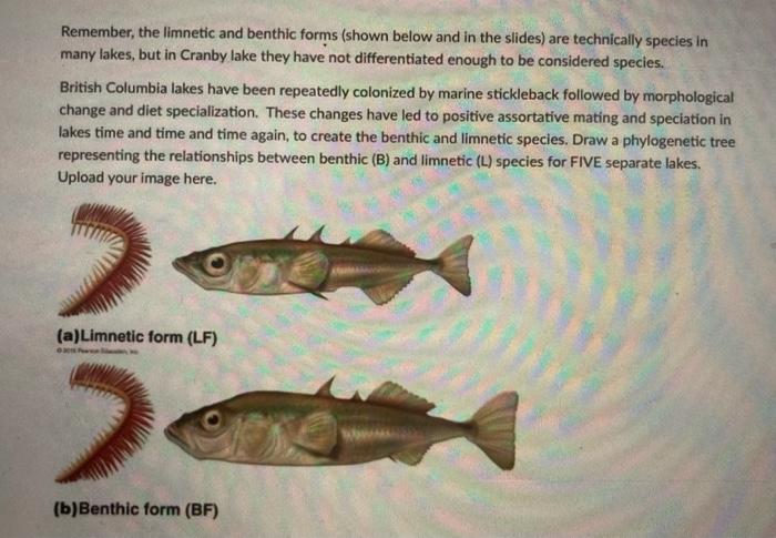 Solved Remember, the limnetic and benthic forms (shown below | Chegg.com