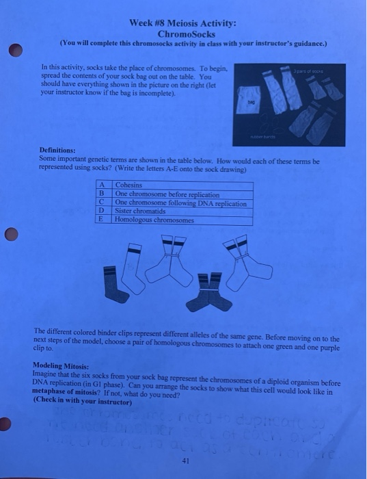 Week #8 Meiosis Activity: ChromoSocks (You will | Chegg.com