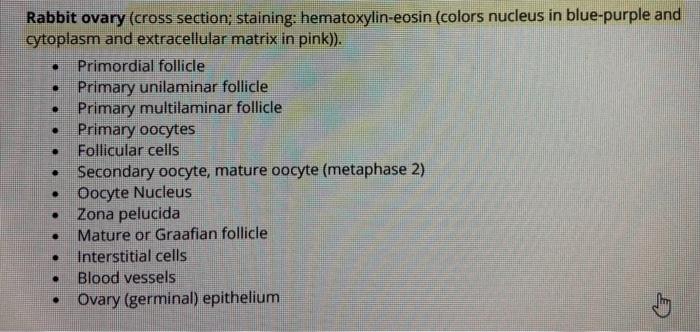 Solved Please label all of the visible structures in the | Chegg.com