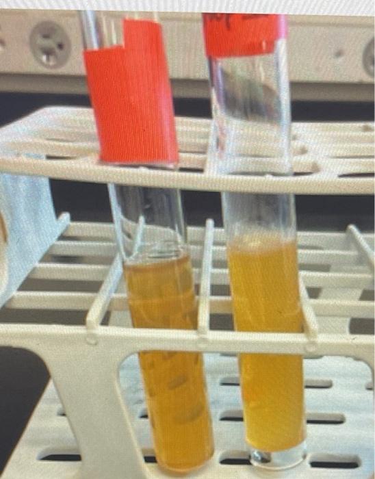 Solved picture 1: the left tube is uninoculated and the | Chegg.com