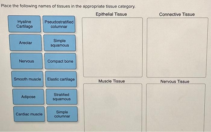 Solved Place the following names of tissues in the | Chegg.com