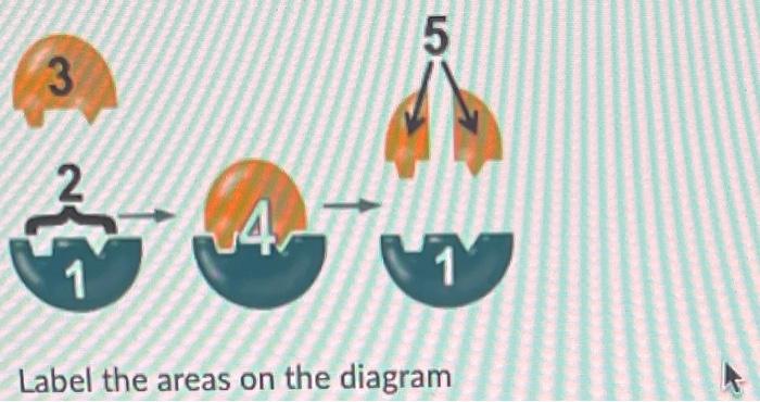 Solved 3 4 5: Label the areas on the diagram | Chegg.com