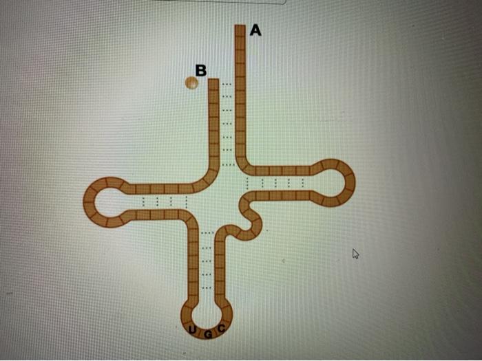Solved Consider the labeled tRNA shown below and answer the | Chegg.com